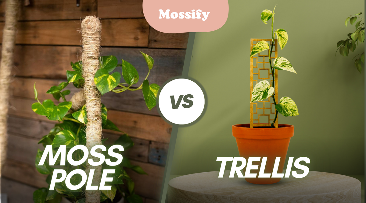Moss Pole vs. Trellis: Which is Better for Your Plants? — Mossify