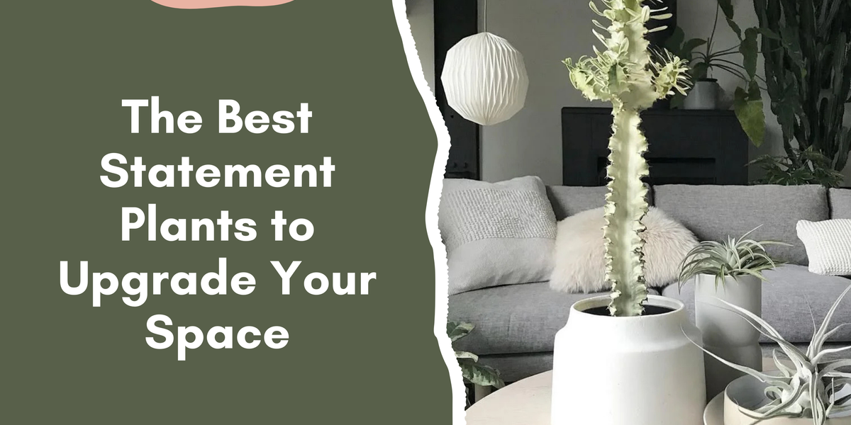 The Best Statement Plants to Instantly Upgrade Your Space — Mossify