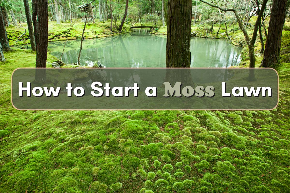 How to Start a Moss Lawn (And Why It’s Worth It) — Mossify