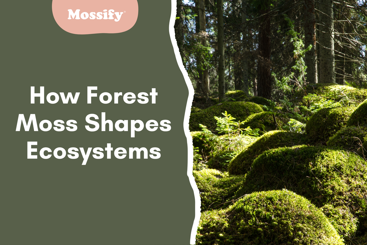 How Forest Moss Shapes Ecosystems, Design, and Your Terrarium — Mossify