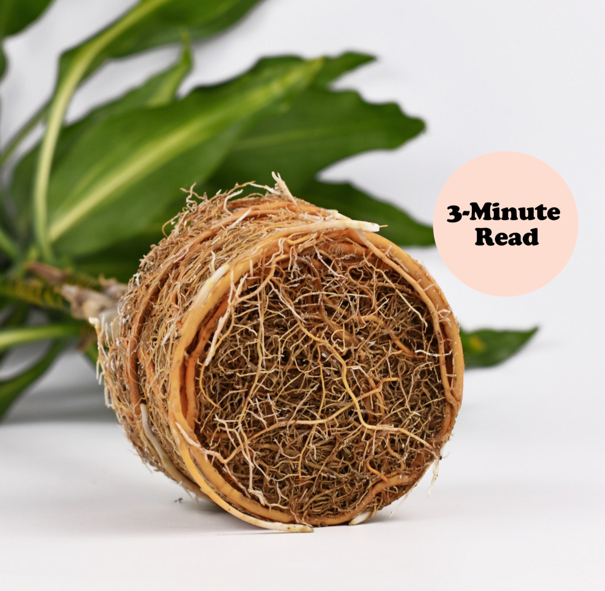 How to Loosen a Root Ball before Repotting (Tips & Tricks) — Mossify