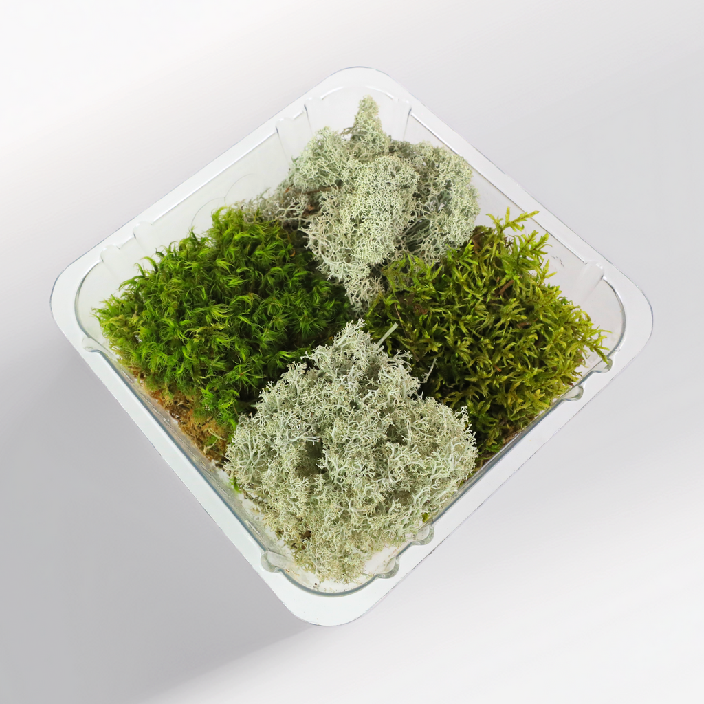 Moss Farm — Mossify