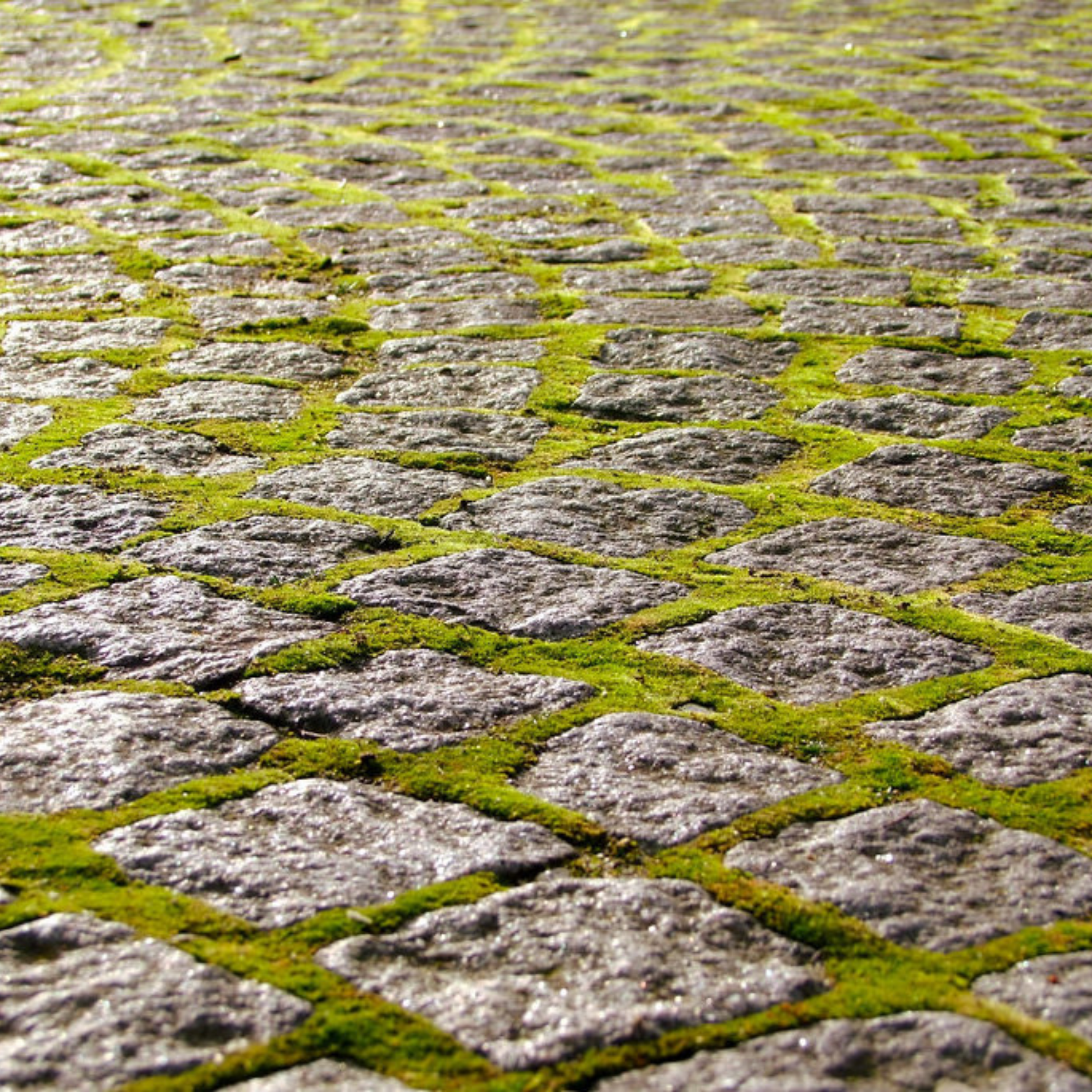 Native Boreal Mix Growable Moss for the Shade — Mossify