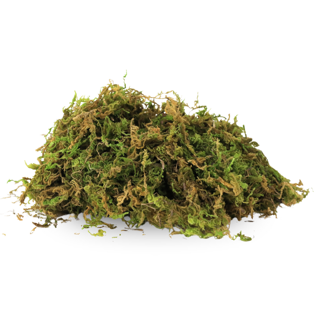 Raw Moss & Seeds — Mossify
