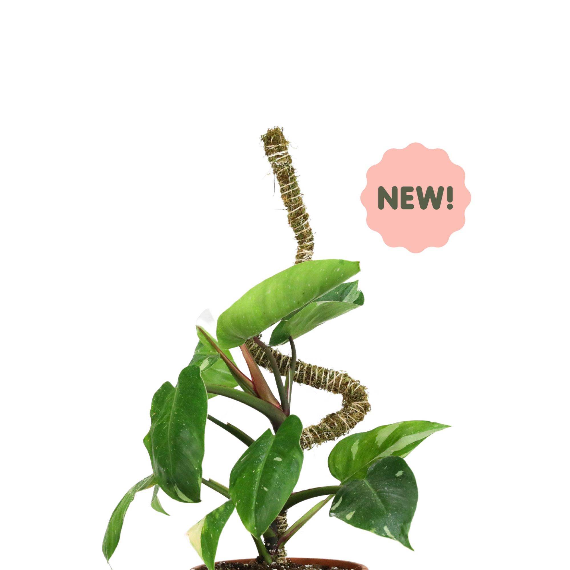 Multi-award winning indoor garden accessories. — Mossify